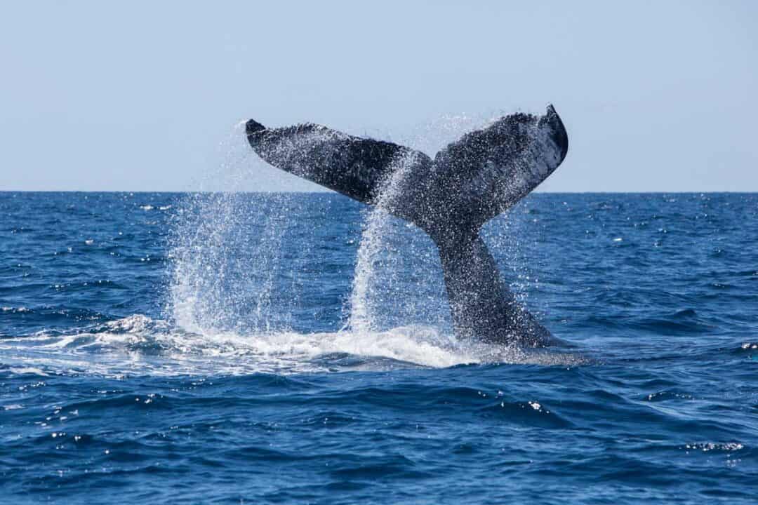 15 Things to KNOW Before Visiting Marino Ballena National Park