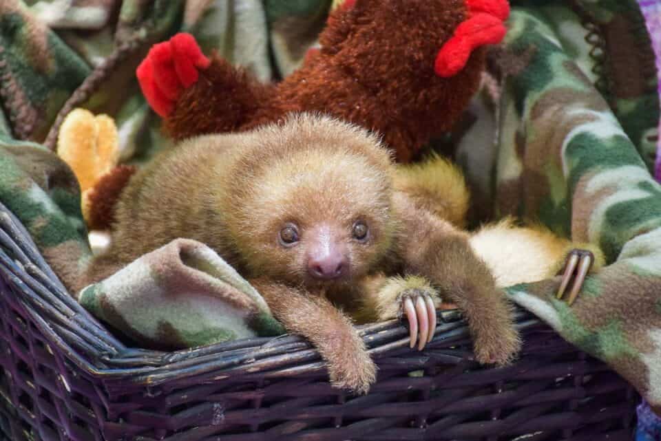 5 BEST Sloth Tours in La Fortuna (Sloth Watching Trails)