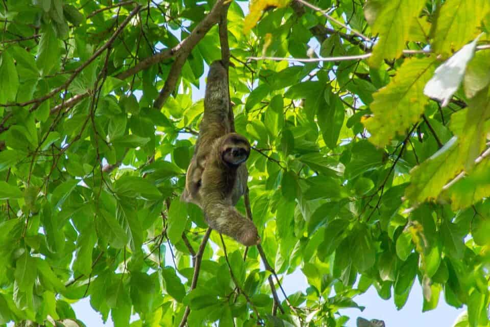 5 BEST Sloth Tours in La Fortuna (Sloth Watching Trails)