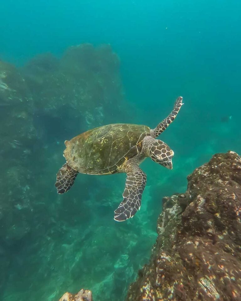 11 Things to KNOW Before Visiting Caño Island, Costa Rica