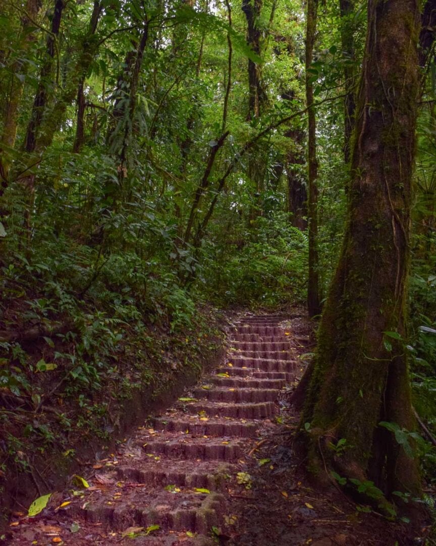 18 Things to KNOW Before Visiting Monteverde Cloud Forest