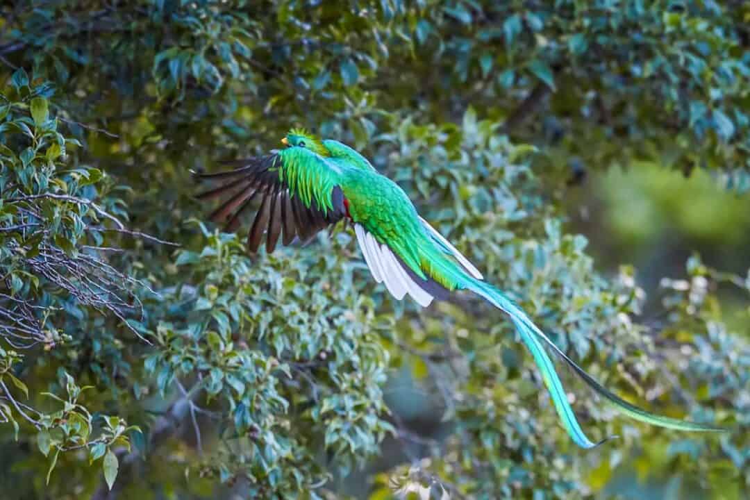 12 Famous Birds in Costa Rica and Where to See Them