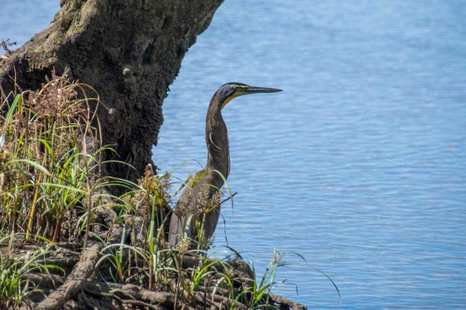 12 Famous Birds in Costa Rica and Where to See Them