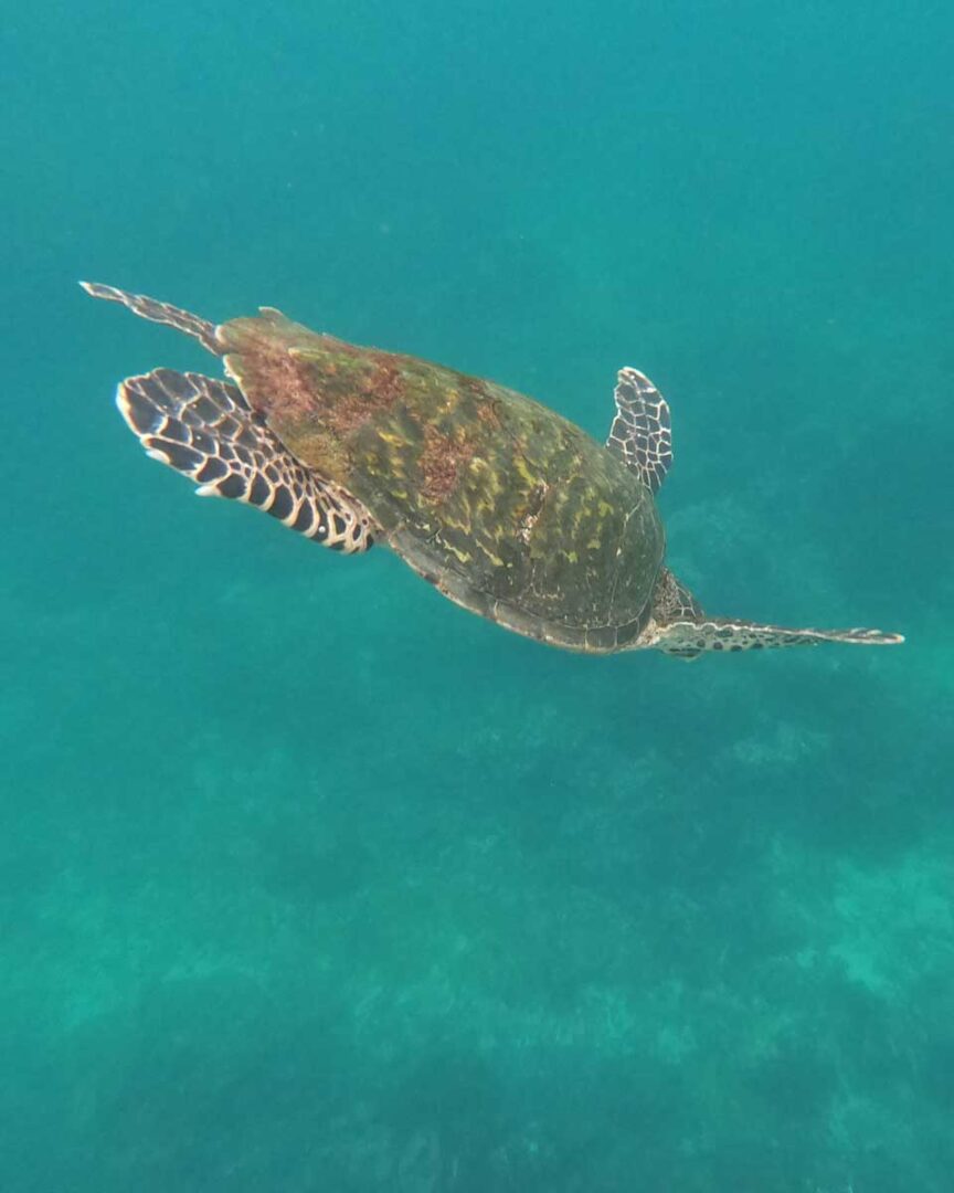 7 BEST Places to See Turtles in Costa Rica - Costa Rica Travel Life