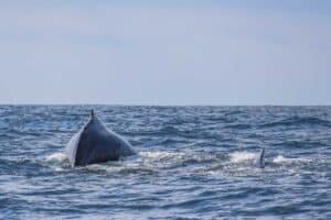 10 Things to KNOW Before Going Whale Watching in Uvita - Costa Rica ...