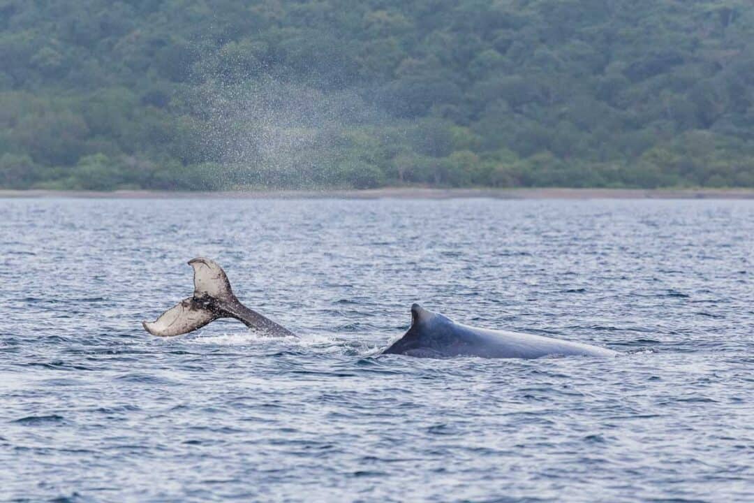 10 Things to KNOW Before Going Whale Watching in Uvita - Costa Rica ...
