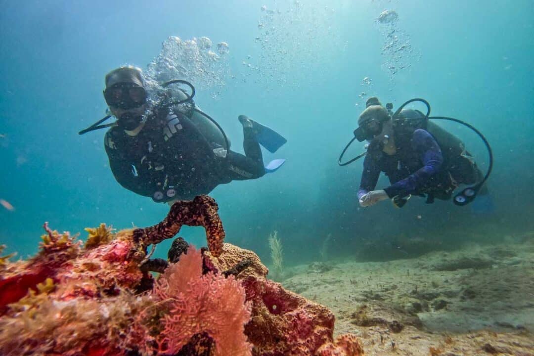 12 Things to Know BEFORE Going Scuba Diving in Tamarindo - Costa Rica ...