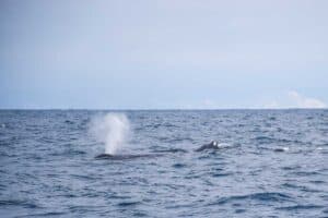 10 Things to KNOW Before Going Whale Watching in Uvita - Costa Rica ...