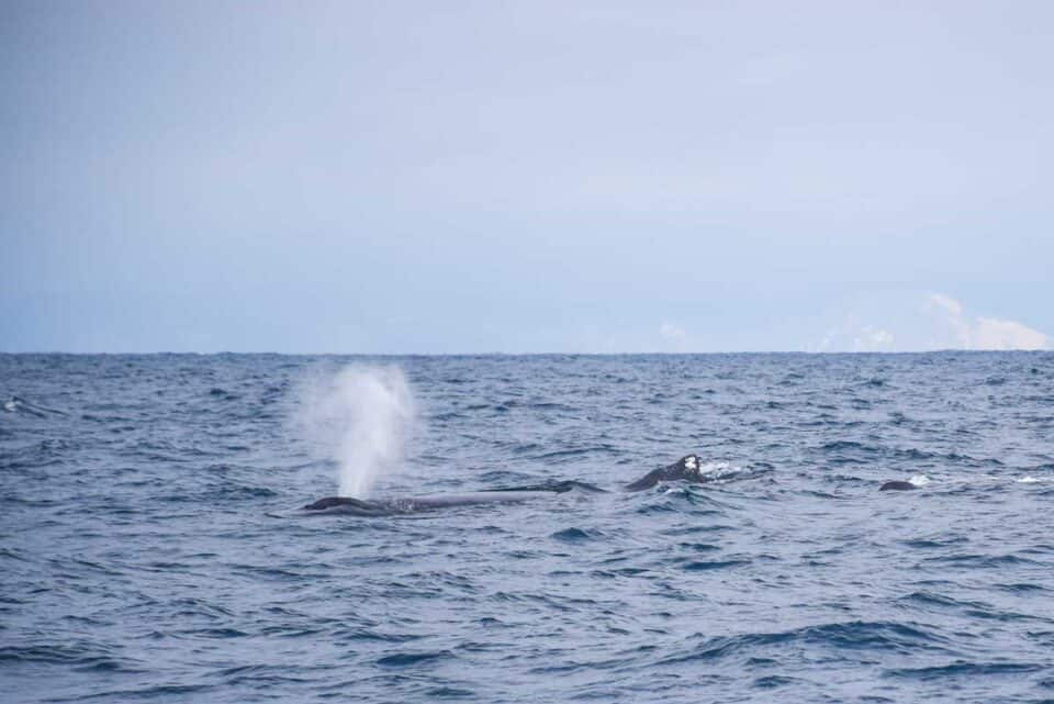 10 Things to KNOW Before Going Whale Watching in Uvita - Costa Rica ...