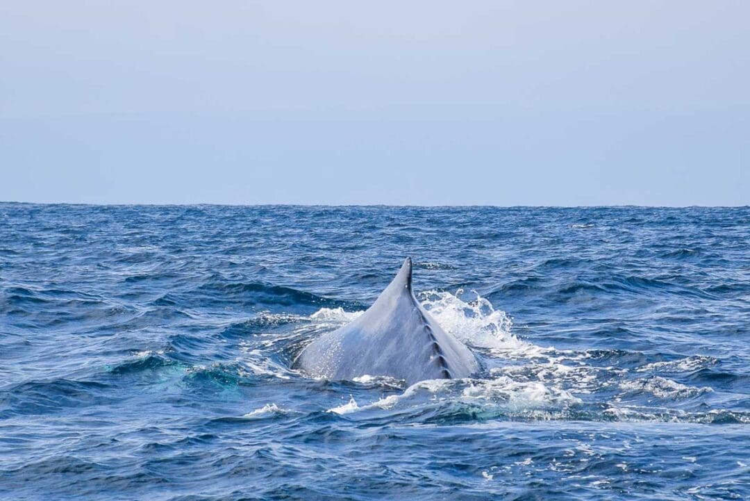 10 Things to KNOW Before Going Whale Watching in Uvita - Costa Rica ...