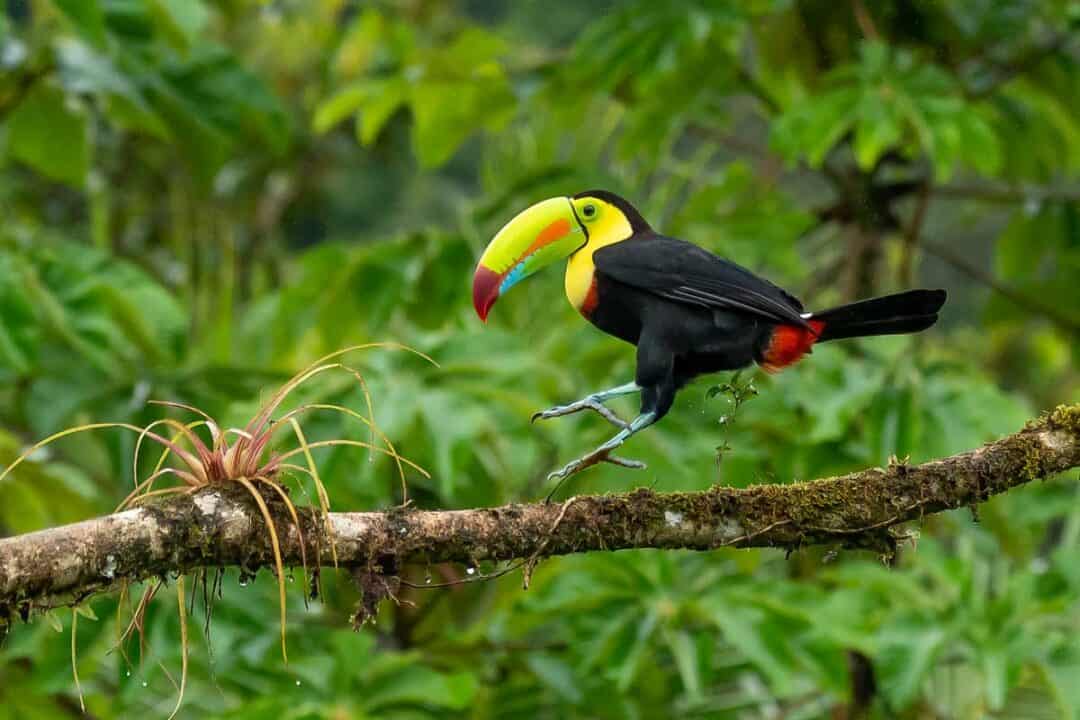 Wildlife in Costa Rica: 25 Must-See Animals and Where to See Them!