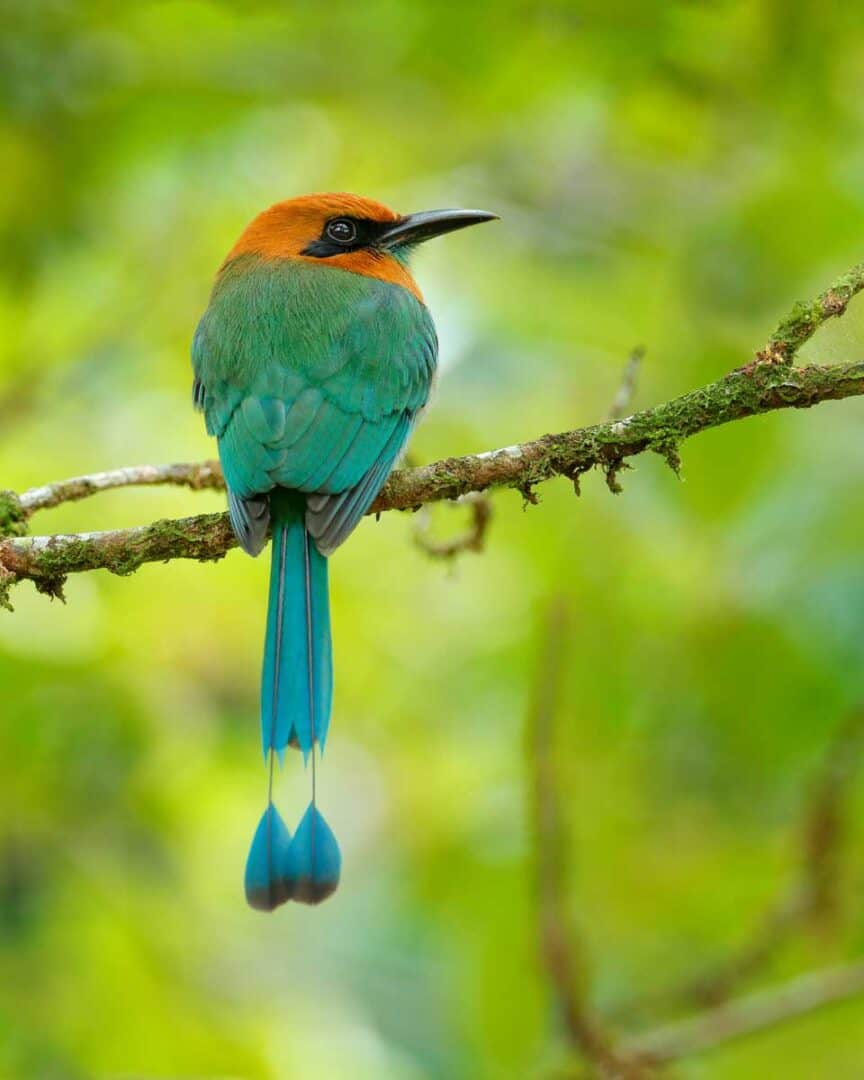 3 Best Bird-Watching Tours in Jaco - Costa Rica Travel Life